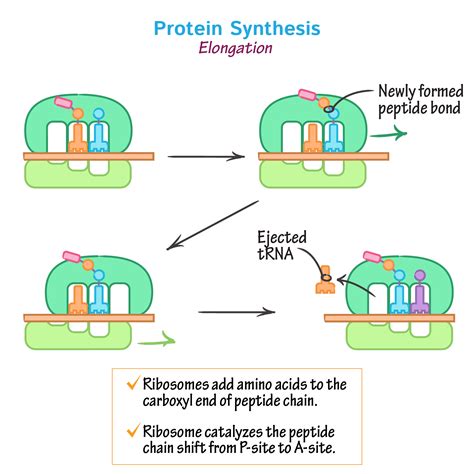 Image result for Translation Process Steps