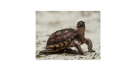 Image result for Box Finding Turtle