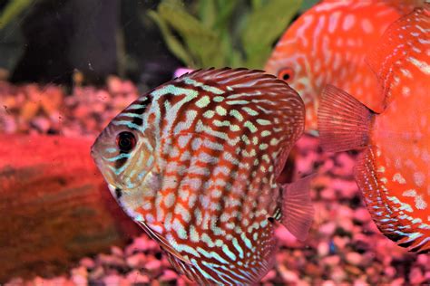 Image result for Red Turquoise Discus