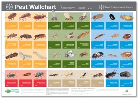 Image result for Insect Identification Book
