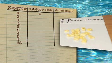 Image result for Fish Ball Random Sampling Formula