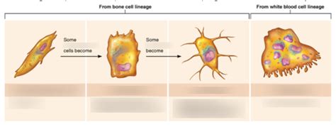 Image result for Bone Cells Function