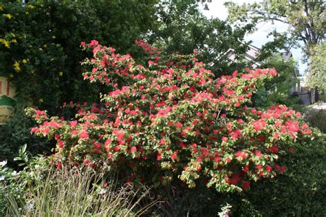 Image result for Red Powder Puff Tree
