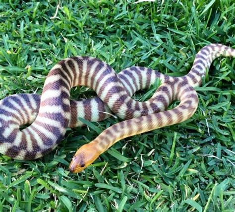 Image result for Woma Python