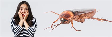 Image result for Cockroach Bites On Humans