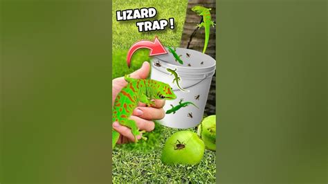 Image result for Easy Homemade Lizard Traps