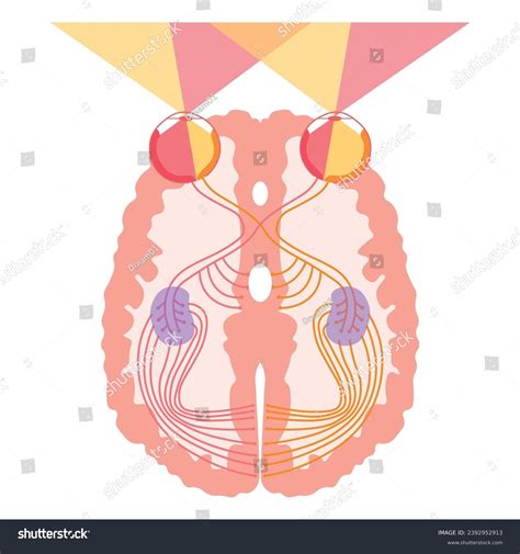 Image result for What Is Human Visual System