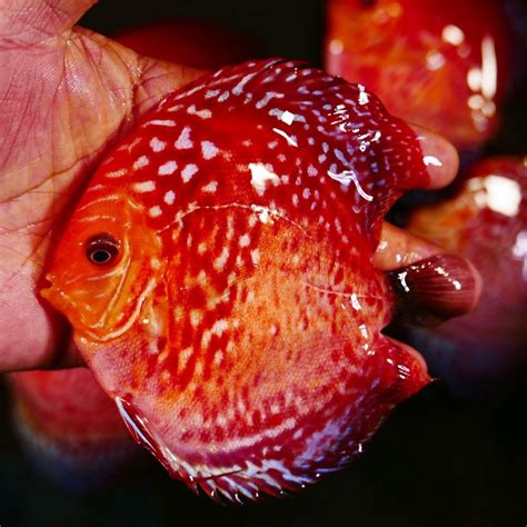 Image result for Red Rafflesia Discus