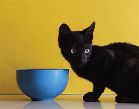 Image result for Module B Guide O Felia