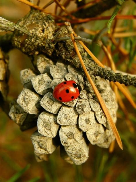 Image result for Lady Bug Insects