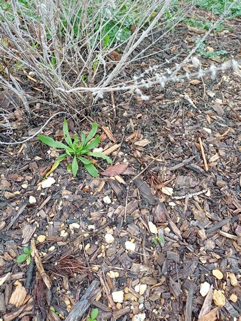 Image result for Weed Detection Using Python