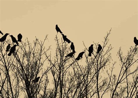 Image result for Ravens Behavior