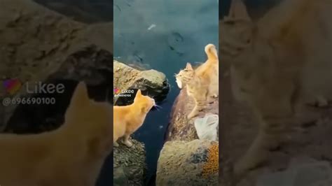 Image result for Exploding Animal Prank