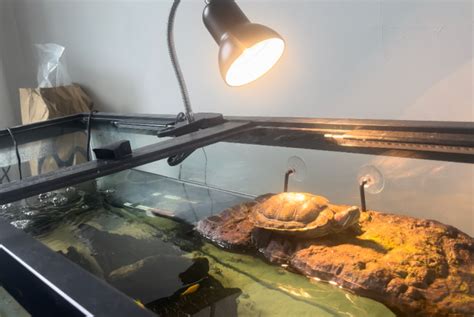 Image result for How to Clean a Dead Turtle Shell Out