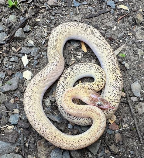 Image result for Children's Python Breeding