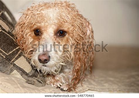 Image result for Cavapoo First Bath