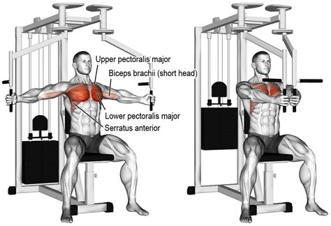 Image result for Chest Fly Proper Form