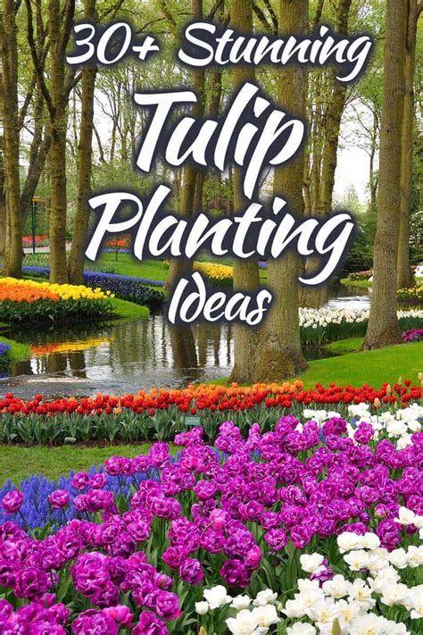 Image result for Tulip Planting Tips