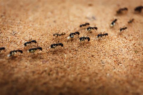 Image result for Exploding Ants No Commentary