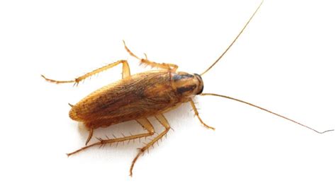 Image result for German Cockroach