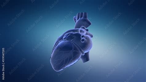 Image result for Heart Circulation Animation
