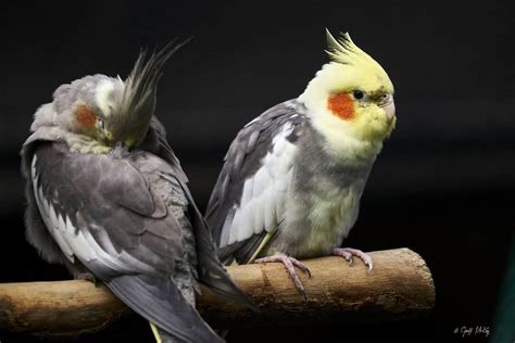 Image result for Cockatiel Behavior