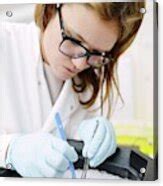 Image result for Mouse Brain Dissection