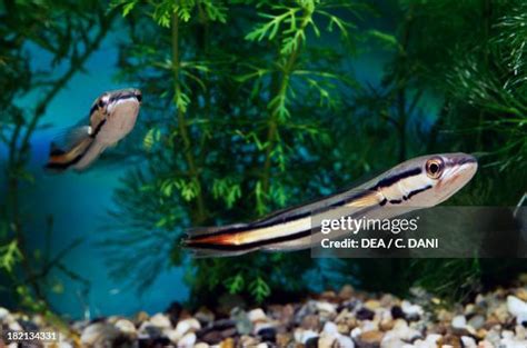 Image result for Red Line Snakehead Fish