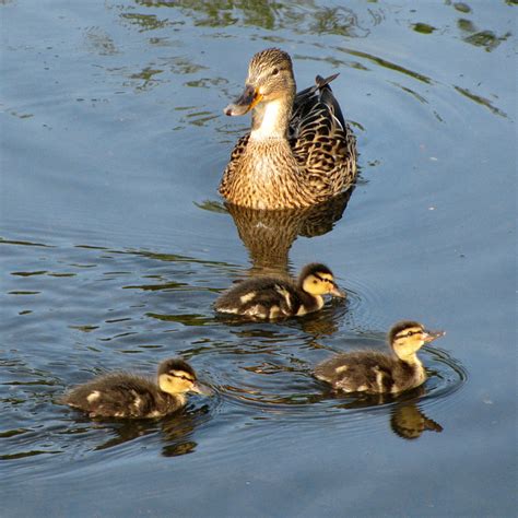 Image result for Spring Ducklings