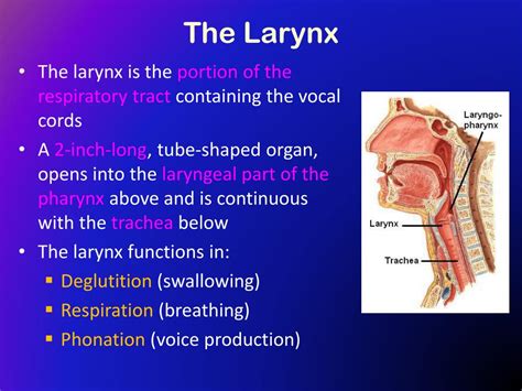 Image result for Larynx Function