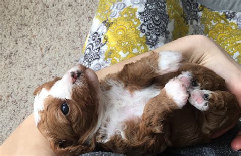 Image result for Cavapoochon Puppy