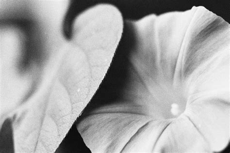 Image result for Using Macro Extension Tubes