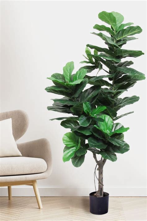 Image result for Fake Fiddle Fig Tree