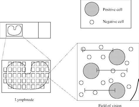 Image result for Examples of Systemic Random Sampling