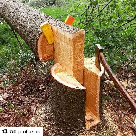 Image result for Felling a Tree Cuts