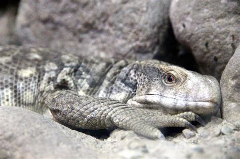Image result for A Monitor Lizard