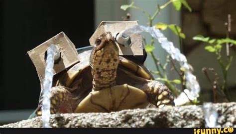 Image result for Cursed Turtle Man