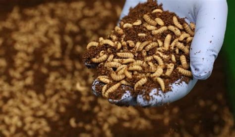 Image result for Insect Production