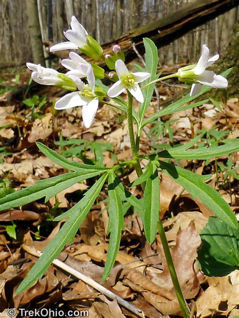 Image result for Spring Flower 330