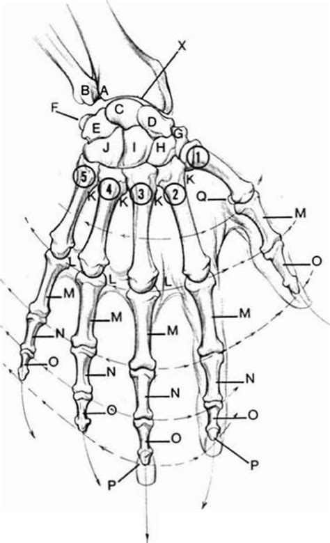 Image result for Hand Structure Drawing