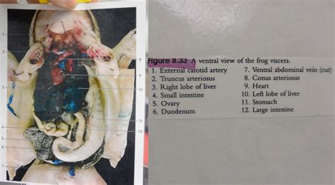 Image result for Tree Frog Dissection