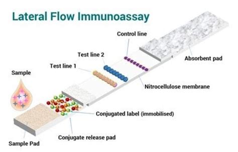 Image result for Lateral Flow Device Test