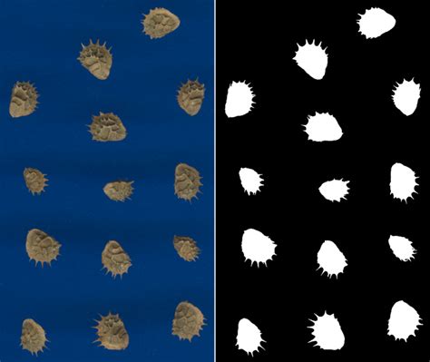 Image result for Seed Recognisition in Java Project