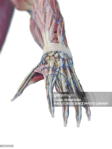 Image result for Hand Structure Drawing