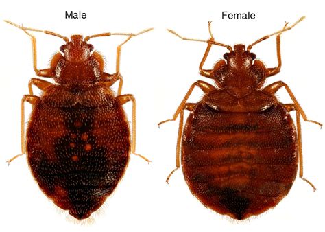 Image result for Bed Bug Identification