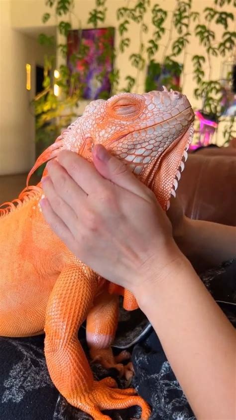 Image result for Most Beautiful Lizard