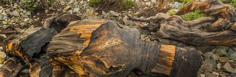 Image result for Prometheus Tree