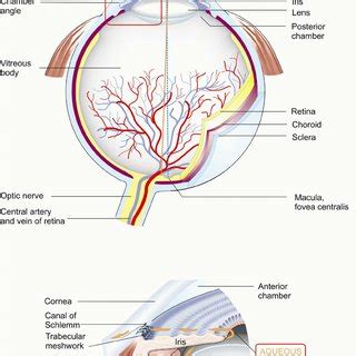 Image result for Aqueous Humor Eye Function