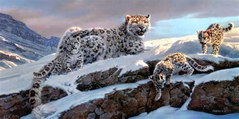 Image result for Snow Leopard Computer Wallpaper