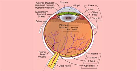 Image result for Aqueous Humor Eye Function